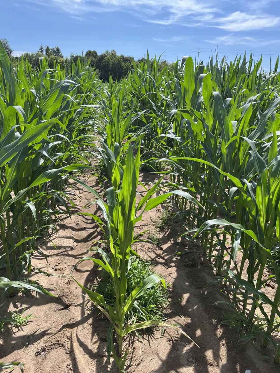 FA Bio Reports Strong Results from Maize Biostimulant Field Trials | Fa Bio